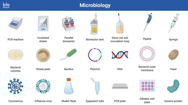 Biorender – Biotechnologies STMS