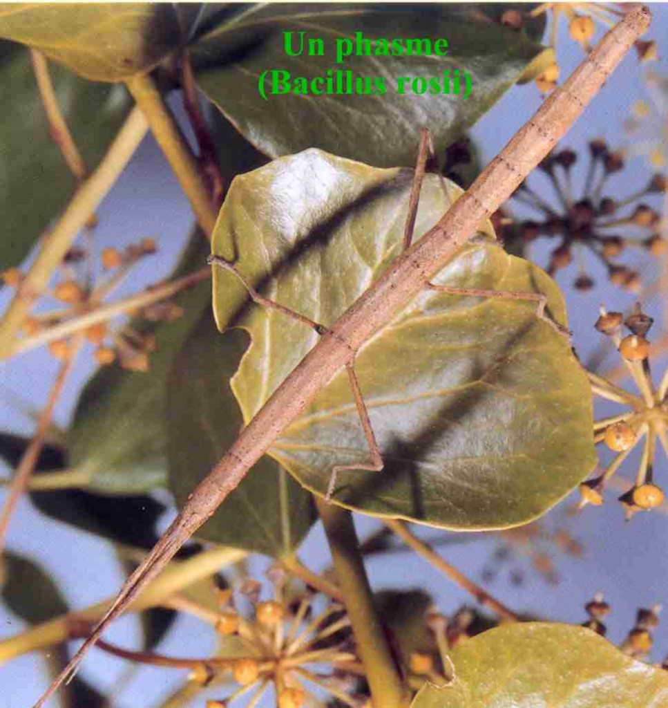 Phasme – Sciences de la Vie et de la Terre